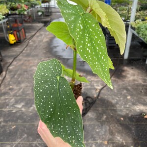 Harmonys Fairy Godmother Begonia Starter Plant (ALL STARTER PLANTS ...