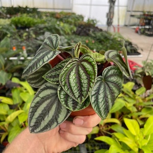 New Cultivar! Peperomia Dragon Skin 4”pot (ALL PLANTS Require You to ...