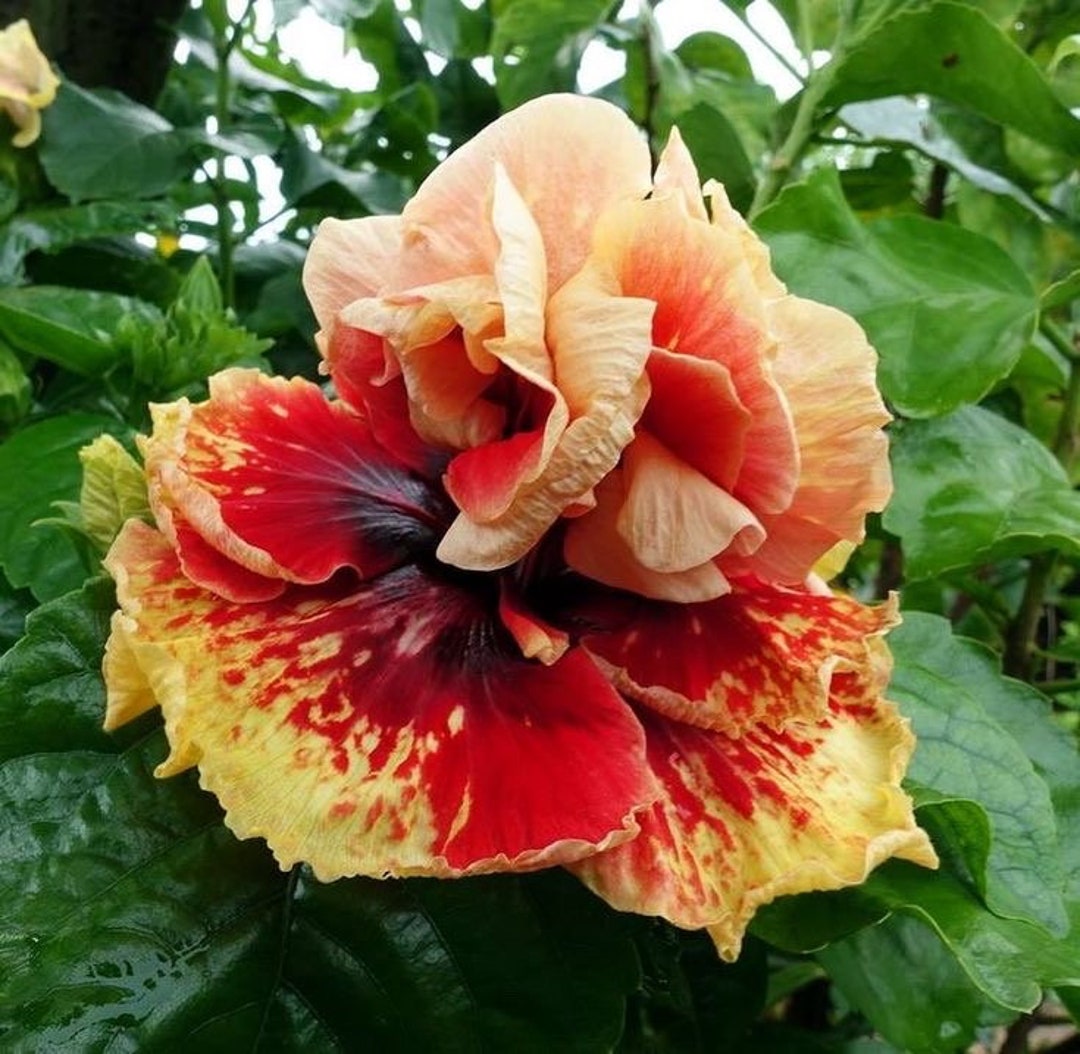 Tahitian Spotted Sun Hibiscus Starter Plant (ALL STARTER PLANTS Require ...