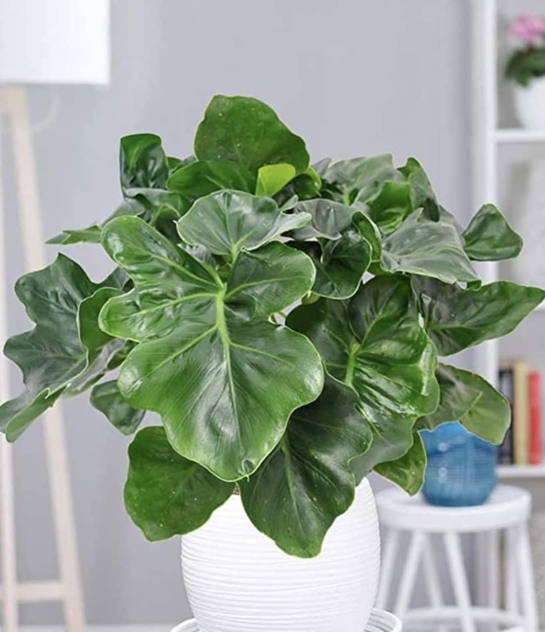Philodendron Super Atom Starter Plant (ALL STARTER PLANTS Require You ...