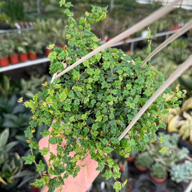 String of Frogs - Etsy