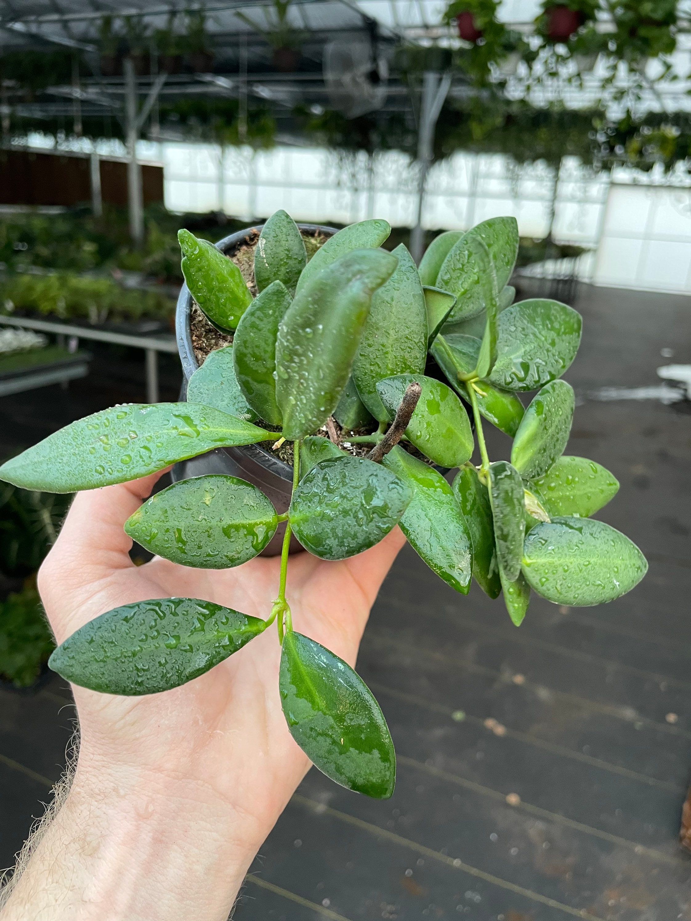 Hoya DS-70 “burtoniae ” 4” Pot (ALL PLANTS Require You to Purchase 2 ...