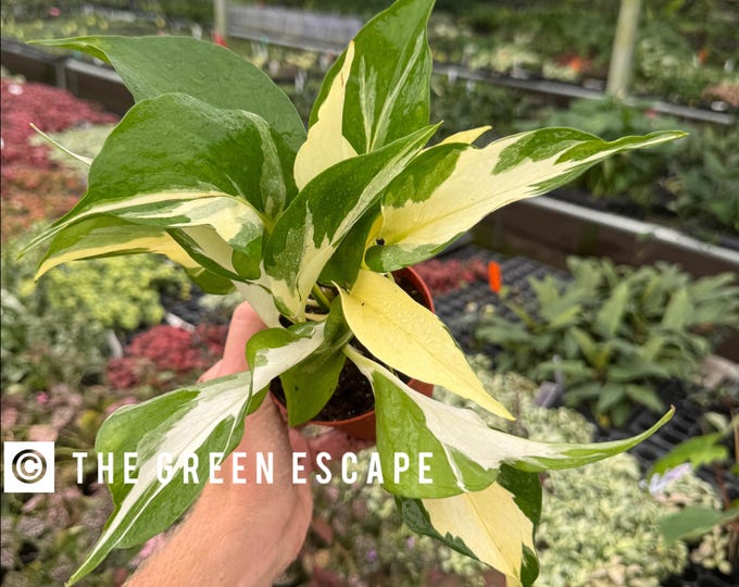 Mutant Manjula Pothos 4” Pot (ALL PLANTS Require You to Purchase 2 ...