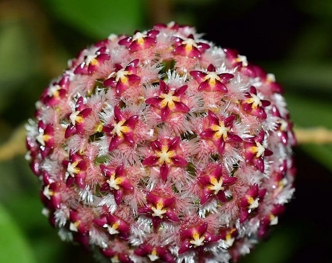 Hoya Mindorensis Pg12 Starter Plant (ALL STARTER PLANTS Require You to Purchase 2 Plants!) - Etsy