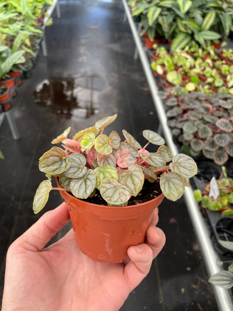 Pink Lady Peperomia 4”pot (ALL PLANTS Require You to Purchase 2 Plants ...