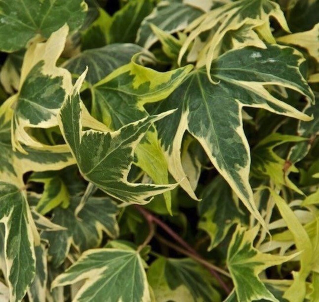 Hedera Helix Yellow Ripple Starter Plant (ALL STARTER PLANTS Require ...