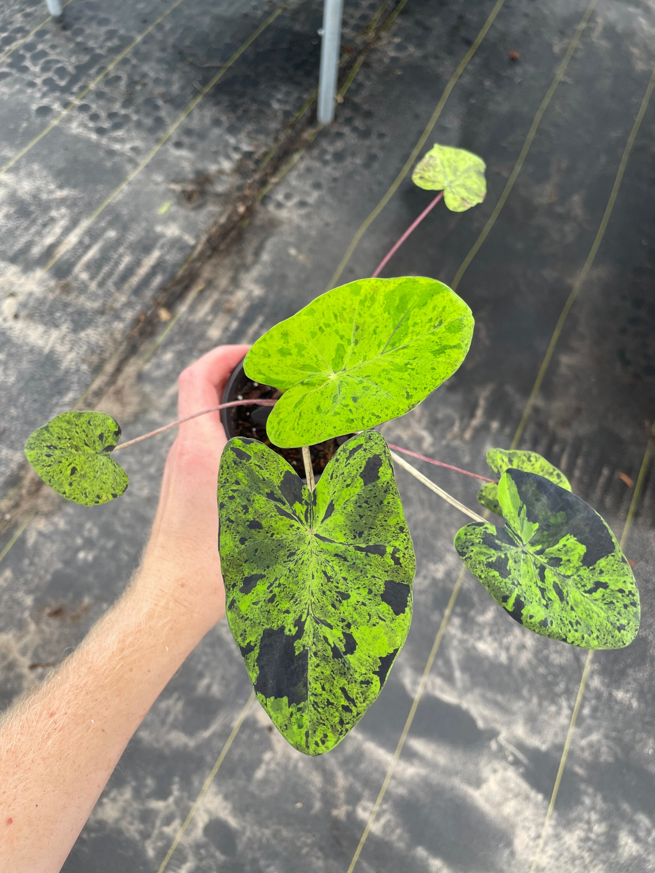 Colocasia Mojito 4 Pot ALL PLANTS Require You to Purchase 2 - Etsy