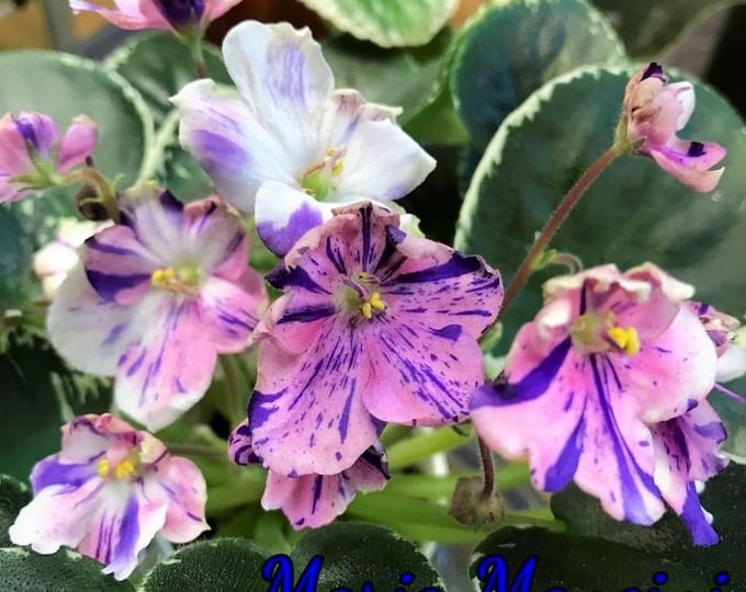 K’s Dancing Spree African Violet Starter Plant (ALL PLANTS Require You ...