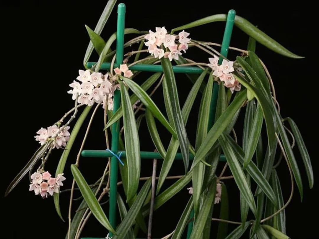 Hoya Longifolia (shepherdii) Starter Plant (ALL STARTER PLANTS Require ...