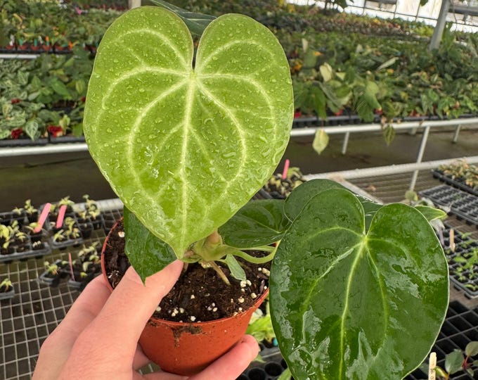 Anthurium Silver Tiger X Clarinervium 4” Pot (ALL PLANTS Require You to ...