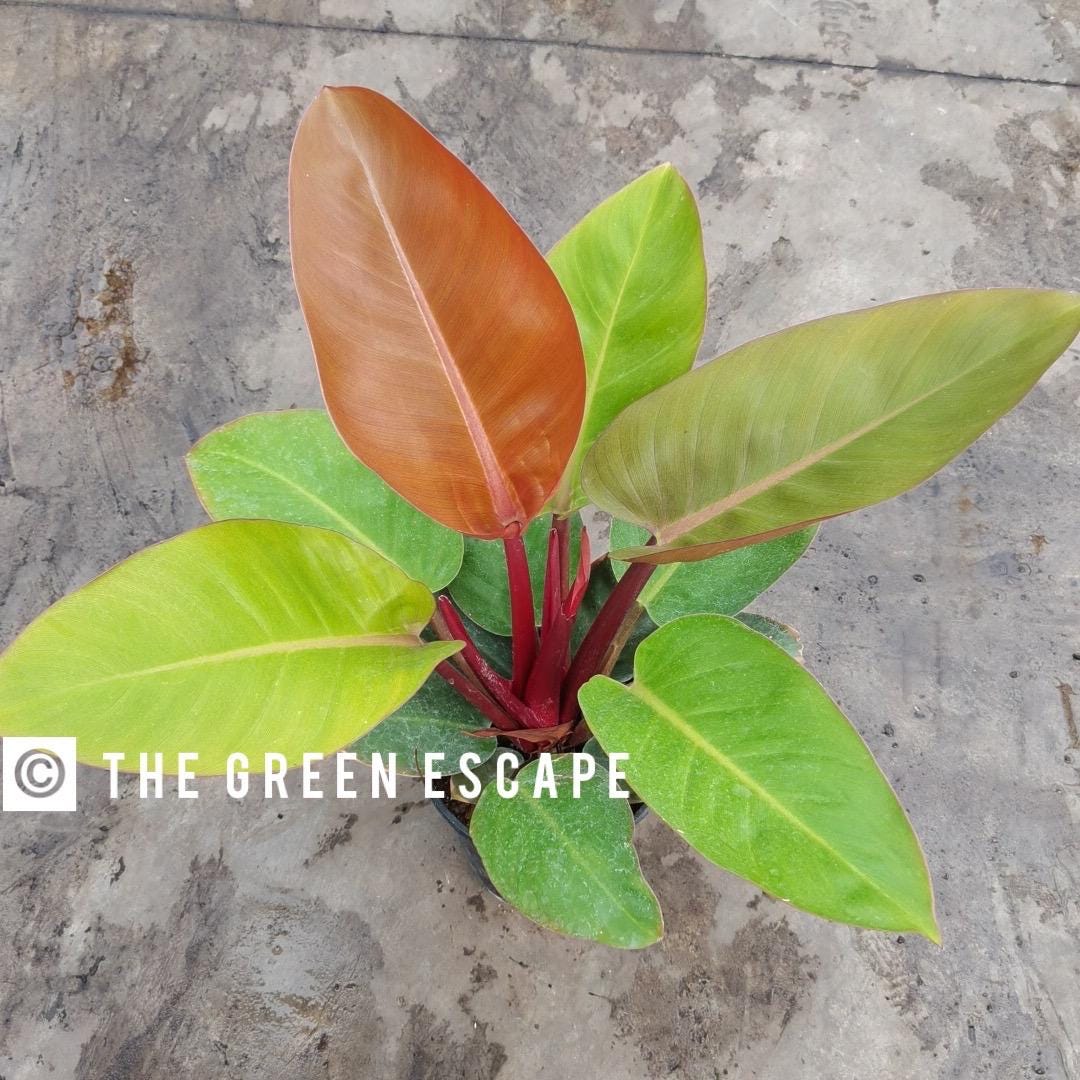 Philodendron Mars Starter Plant (ALL STARTER PLANTS Require You to ...