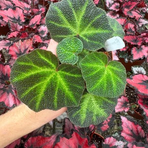 Soli Mutata Begonia 4” Pot (ALL PLANTS Require You to Purchase 2 Plants ...