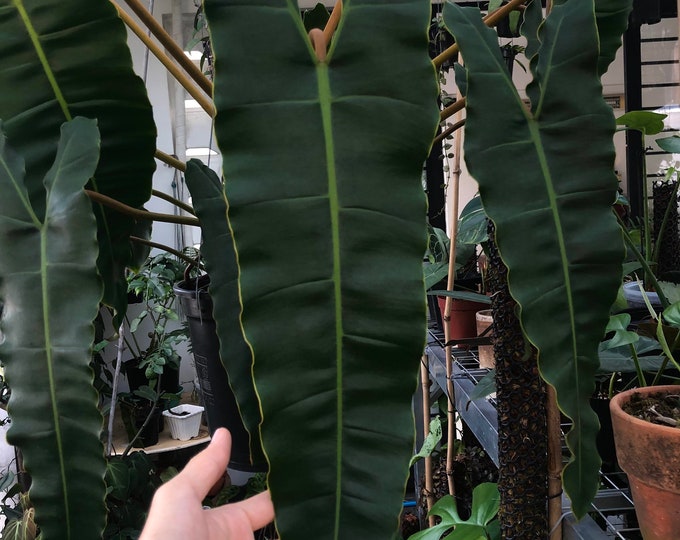 Philodendron Billietiae Dark Form Starter Plant (ALL STARTER PLANTS ...