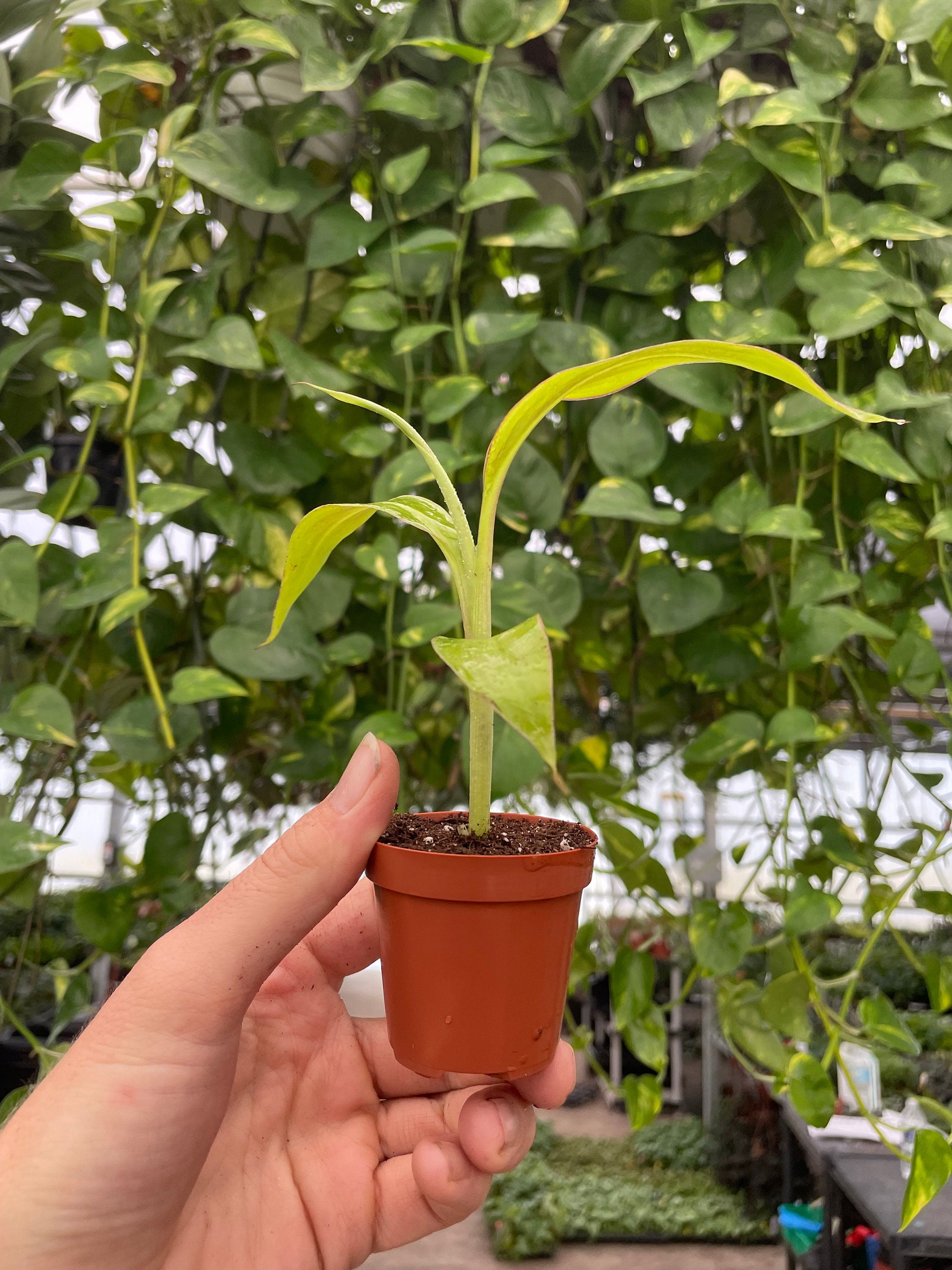 Musa Siam Ruby 2” Pot (ALL PLANTS Require You to Purchase 2 Plants!) - Etsy