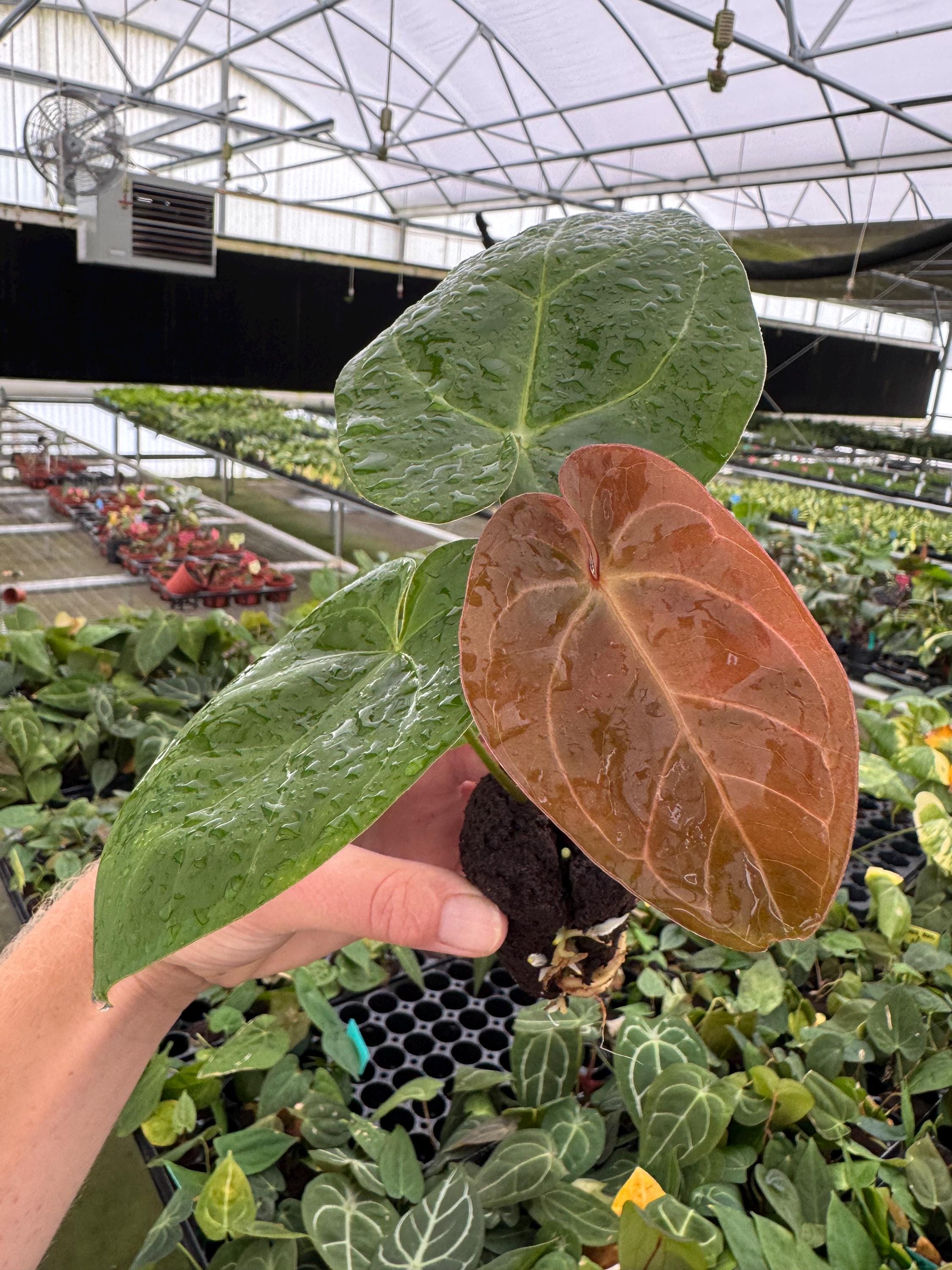 Seed Grown Anthurium Hulk Starter Plant (ALL STARTER PLANTS Require You ...