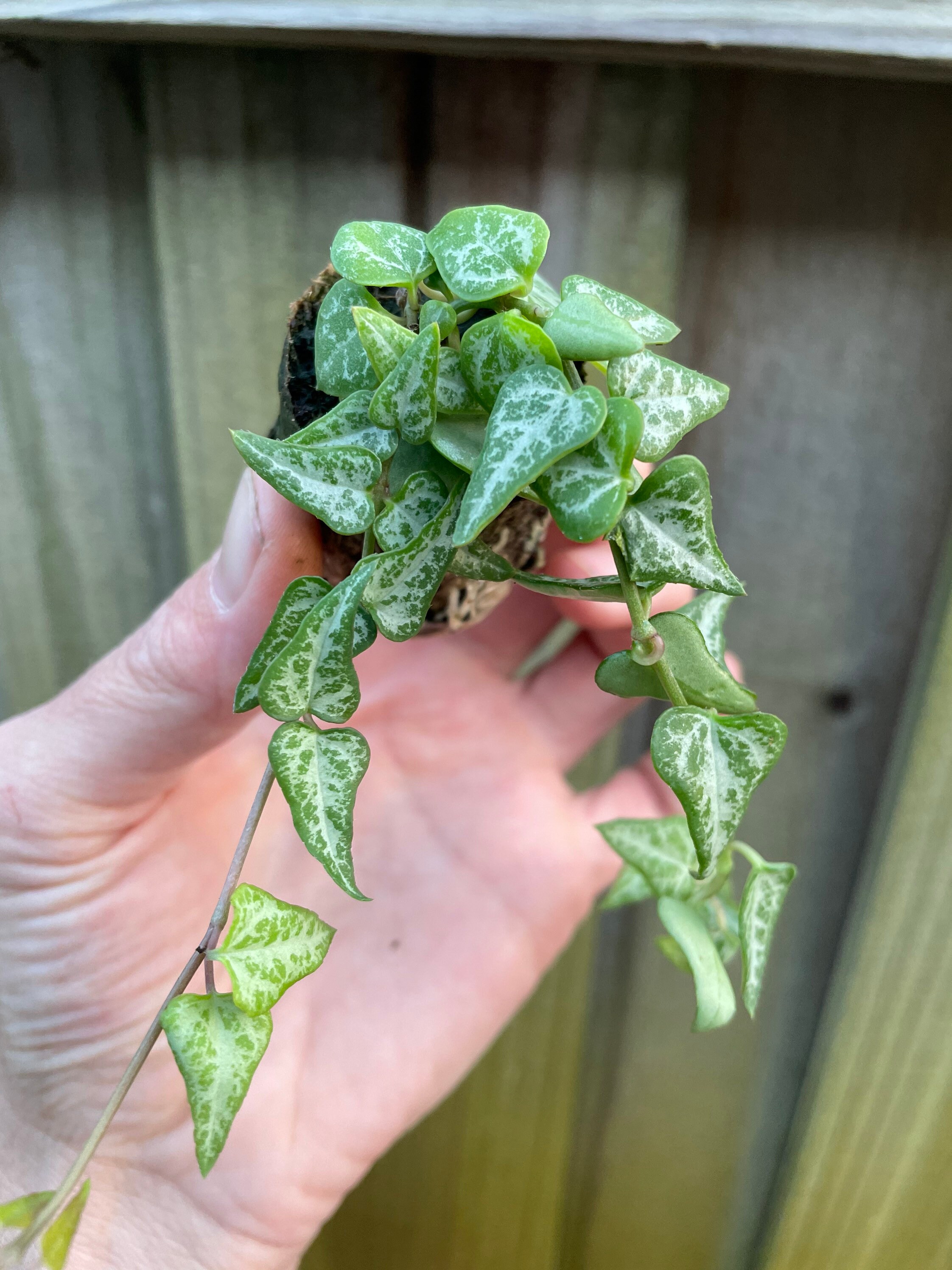 String of Arrows Starter Plant ALL STARTER PLANTS Require You | Etsy