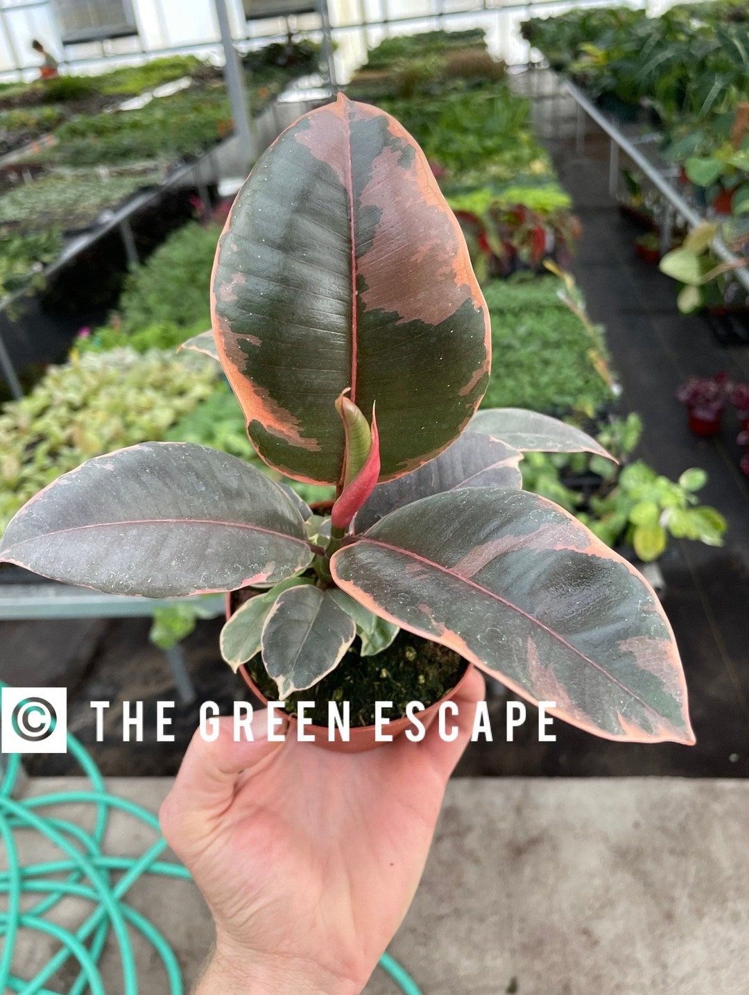 Ficus Ruby 4” Pot (ALL PLANTS Require You to Purchase 2 Plants!) - Etsy