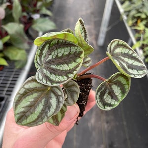 Peperomia Dragon Skin Starter Plant (ALL STARTER PLANTS Require You to ...
