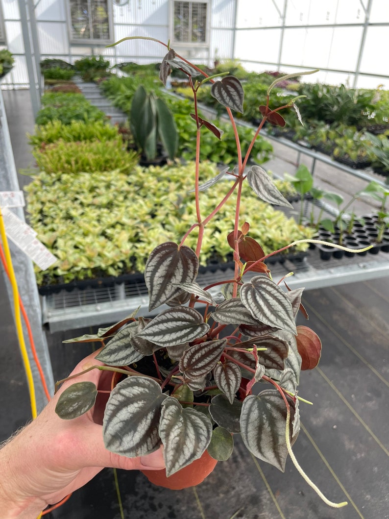 Peperomia Turboensis 4”pot (ALL PLANTS Require You to Purchase 2 Plants ...