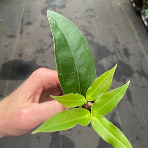Medinilla Scortechinii Starter Plant (ALL STARTER PLANTS Require You to ...