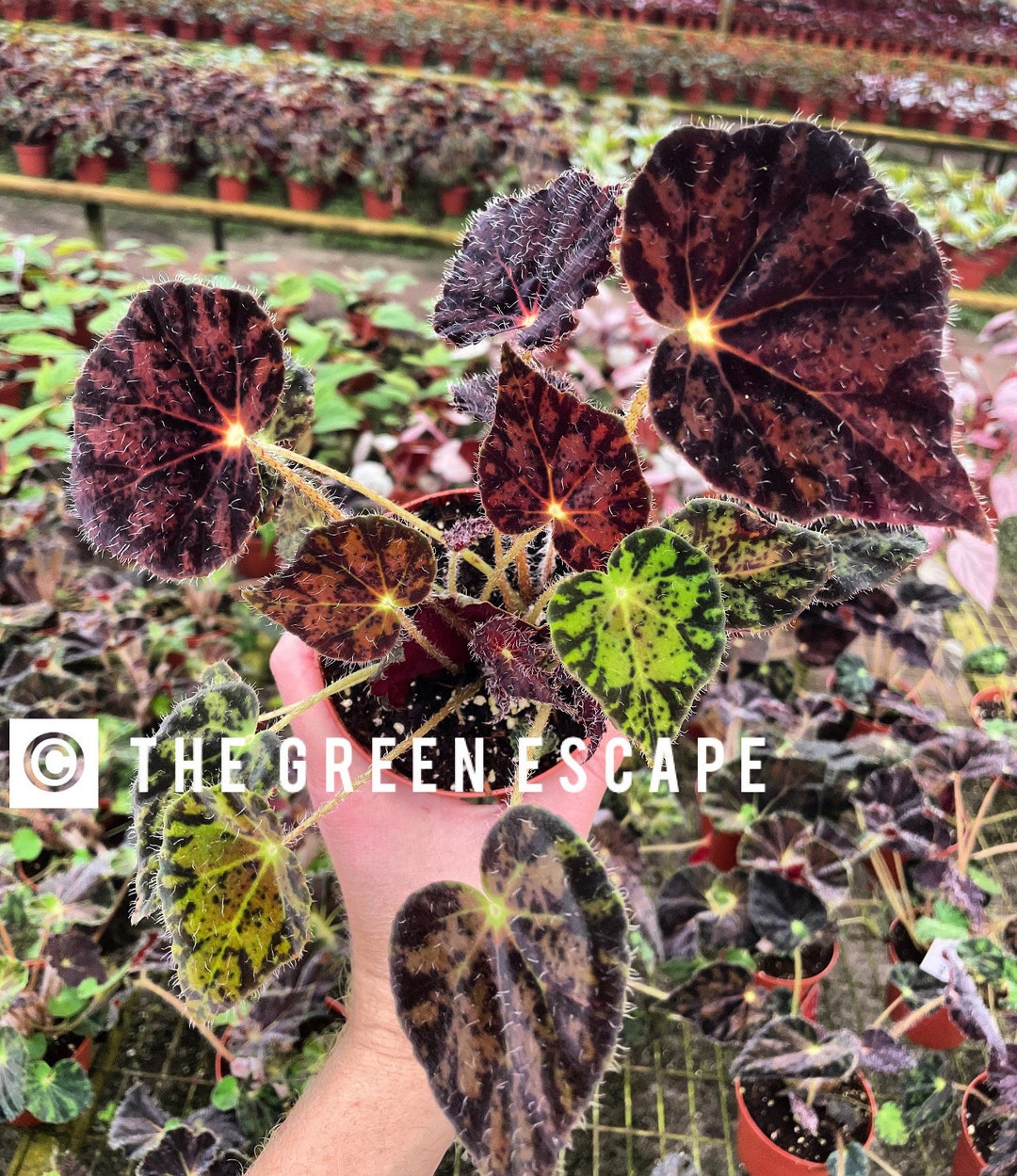 Night Eyes Begonia Starter Plant (ALL STARTER PLANTS Require You to ...