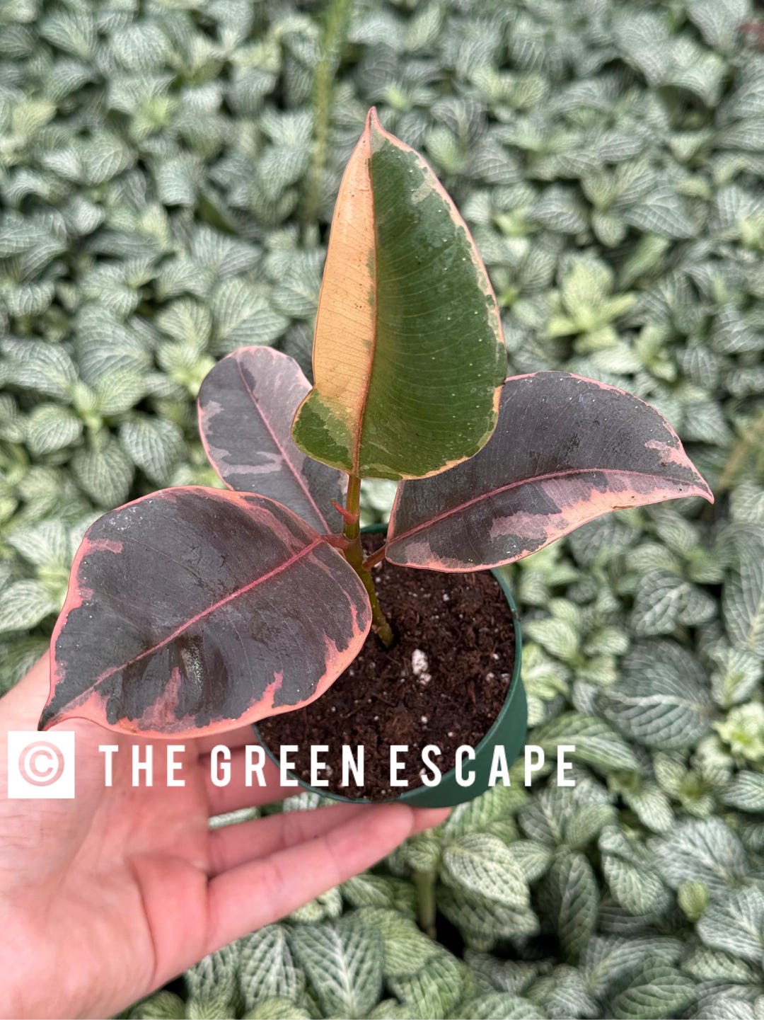 Ficus Ruby 2” Pot (ALL PLANTS Require You to Purchase 2 Plants!) - Etsy