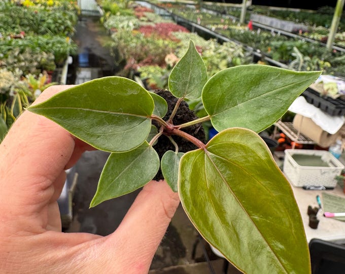 Anthurium Black Mage Starter Plant (ALL STARTER PLANTS Require You to ...