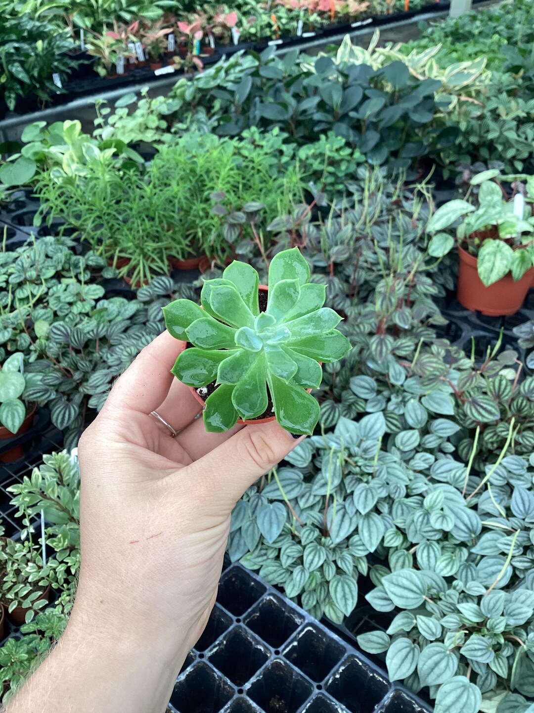 Echeveria Blue Speed 2” Pot (ALL PLANTS Require You to Purchase 2 ...