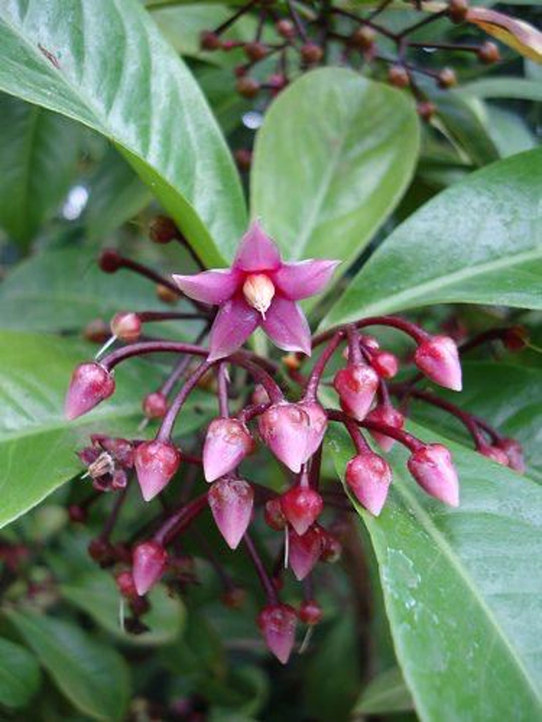 Ardisia Humilis Starter Plant (ALL STARTER PLANTS Require You to ...