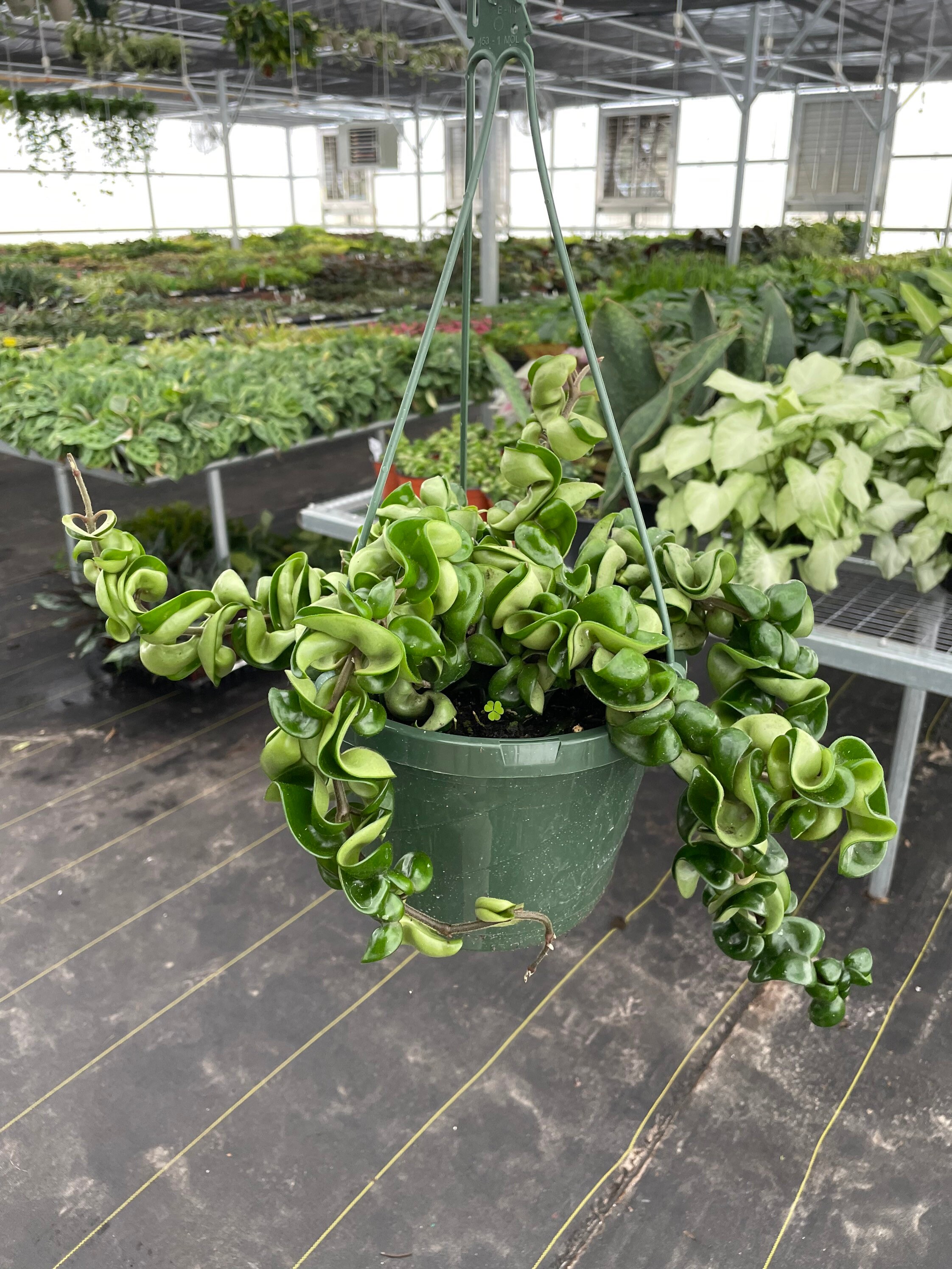 Hoya Hindu Rope hoya Compacta 8 Hanging Baskets ALL PLANTS - Etsy