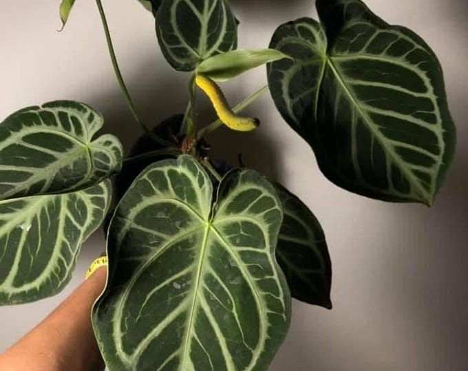 Anthurium Crystal Hope X Magnificum Starter Plant (ALL STARTER PLANTS ...