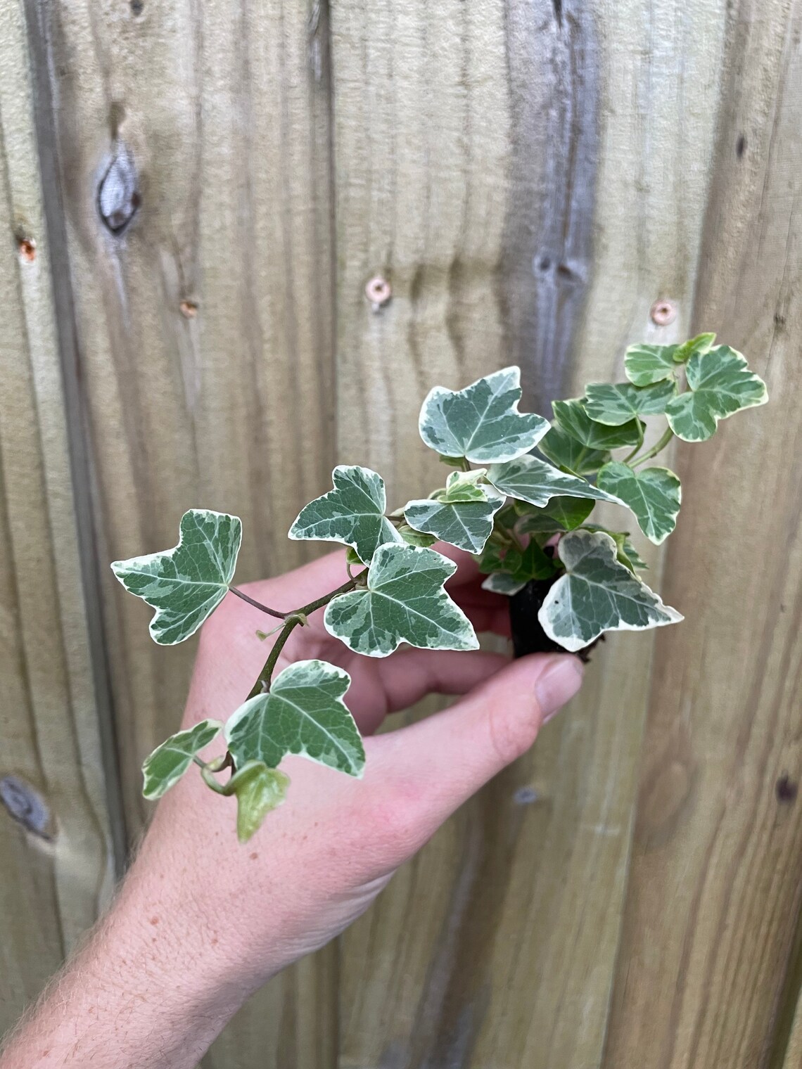 Hedera Helix White Wonder Starter Plant ALL STARTER PLANTS | Etsy