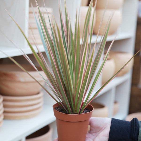 Philodendron Bicolor - Etsy