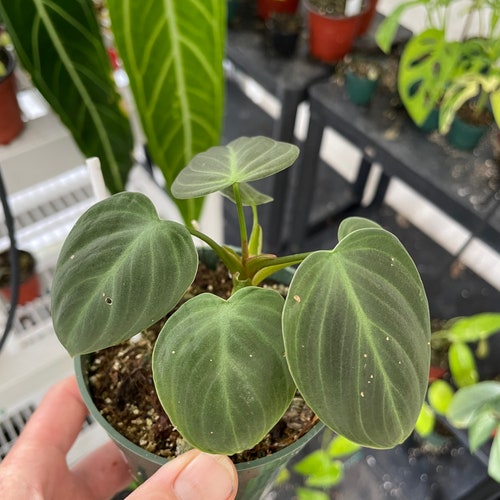 El Choco Red Philodendron Starter Rare - Etsy