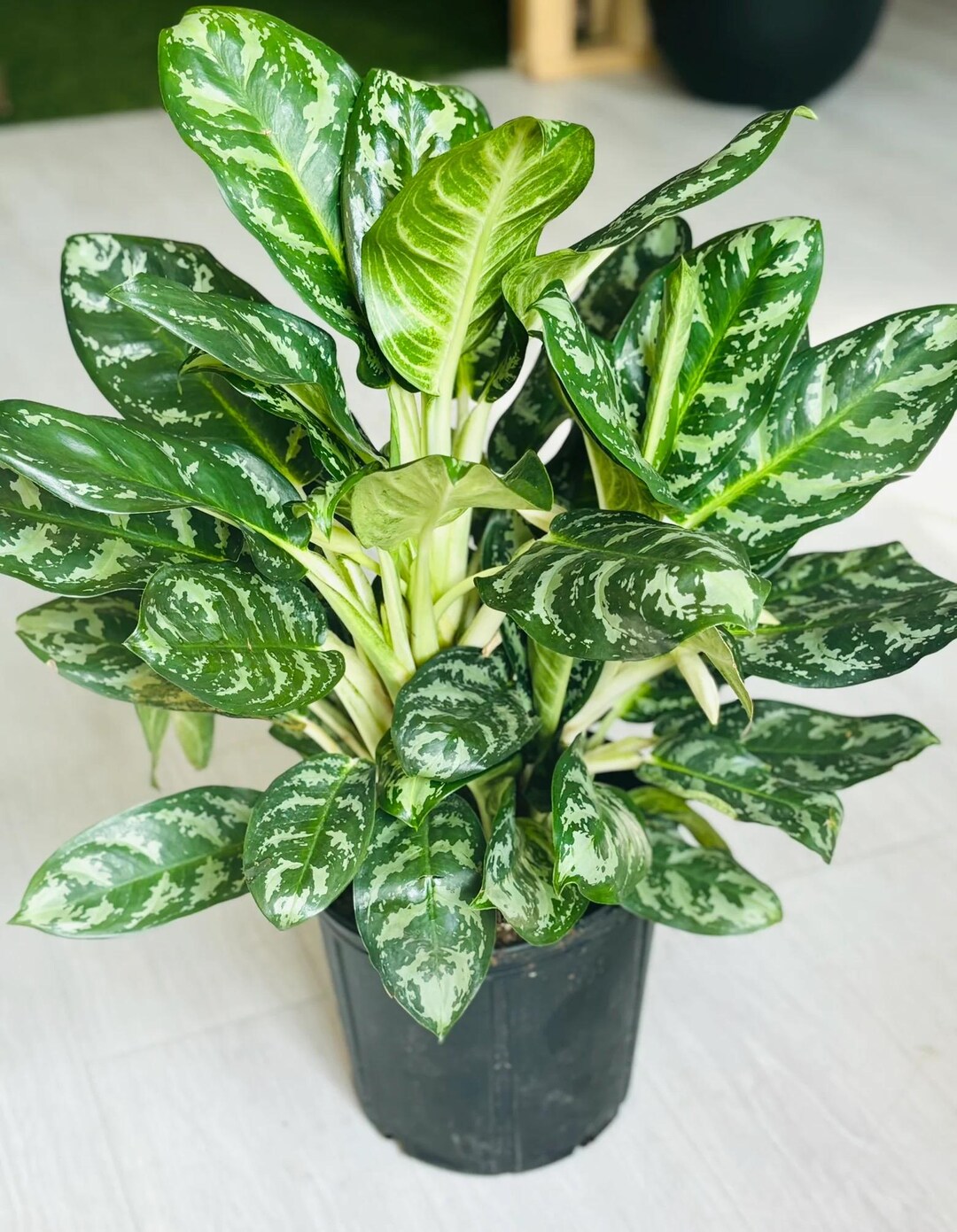 Aglaonema Jade Ghost Starter Plant (ALL STARTER PLANTS Require You to ...