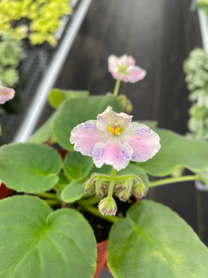 Ks Dancing Spree African Violet 4 Pot ALL PLANTS Require - Etsy