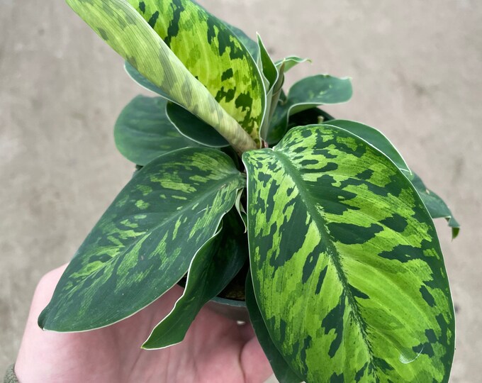 Homalomena Camouflage 4 Pot ALL PLANTS Require You to - Etsy