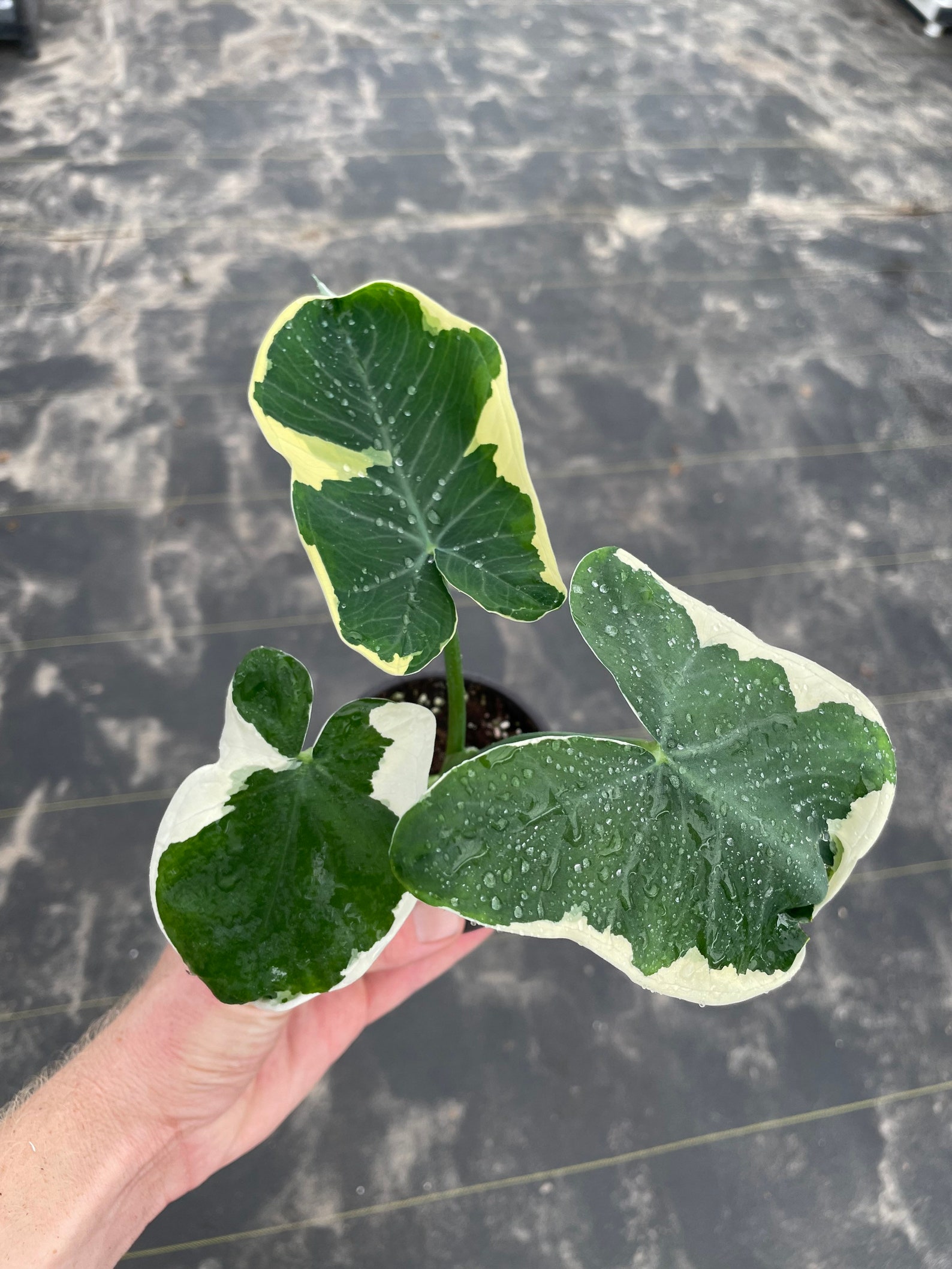 Alocasia Mickey Mouse 4 Pot ALL PLANTS Require You to - Etsy