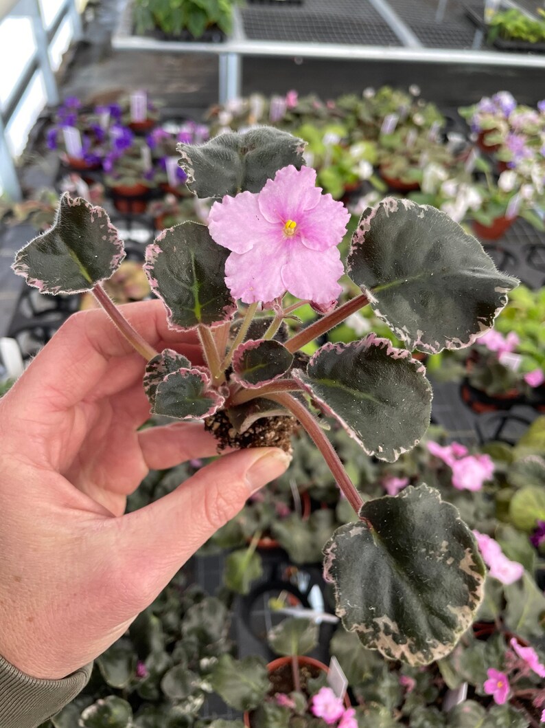 Pink Variegated African Violet wranglers Dixie Celebration - Etsy