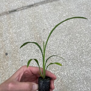 Curcuma Siam Solar Starter Plant (ALL STARTER PLANTS Require You to ...