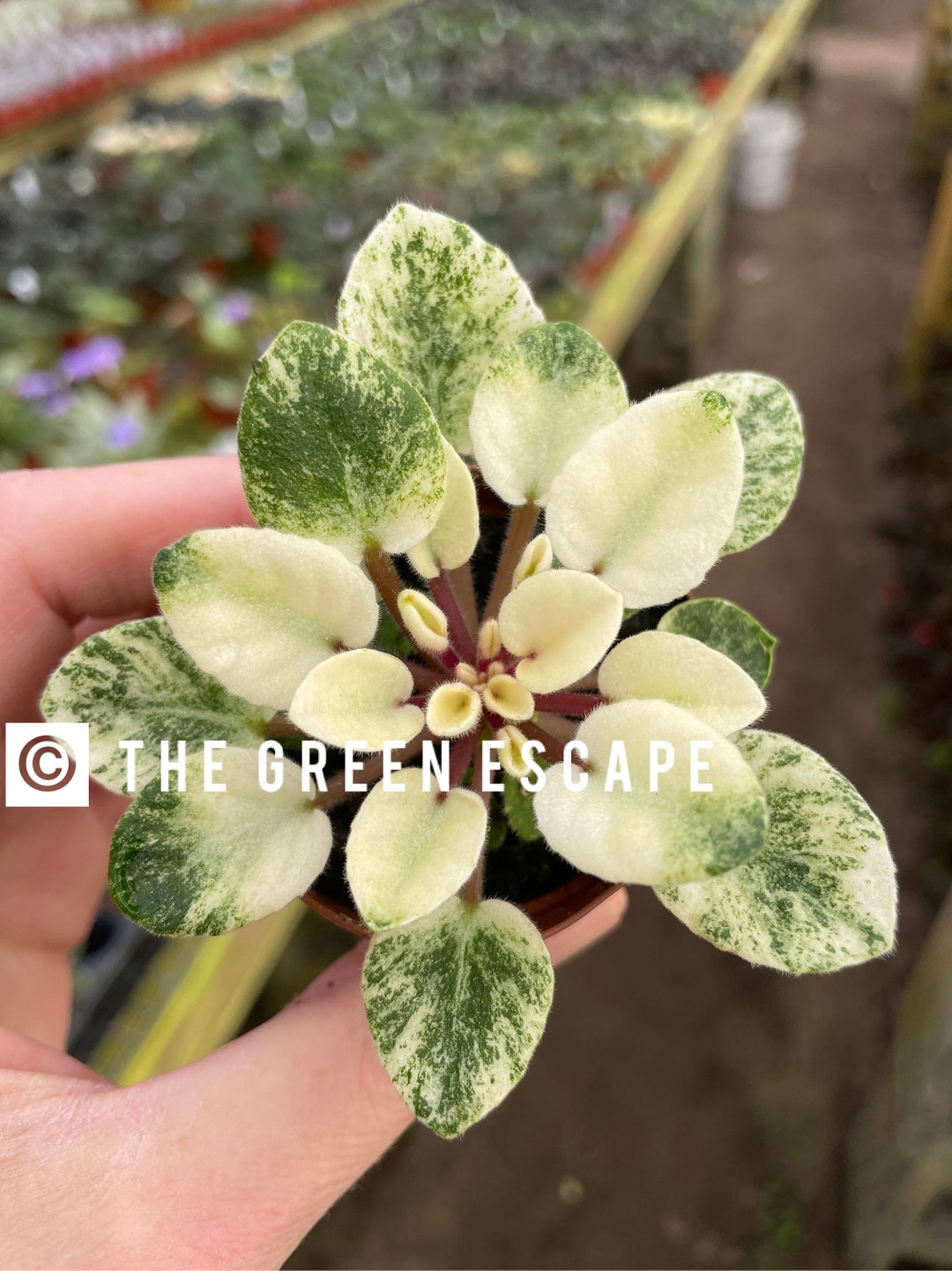 Jolly Mel African Violet Starter Plant (ALL Starter PLANTS Require You ...