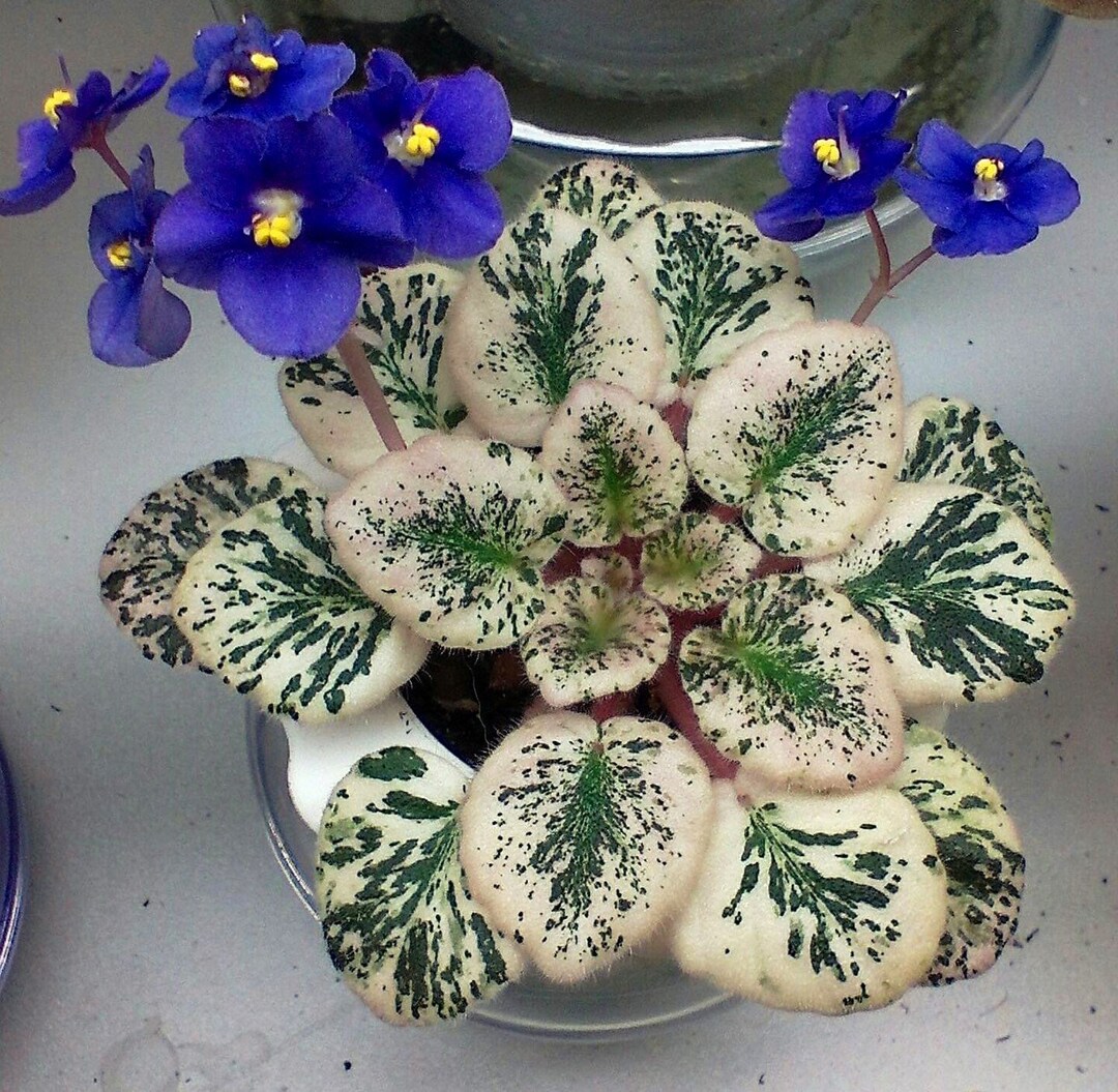Grape Treat African Violet Starter Plant (ALL STARTER PLANTS Require ...