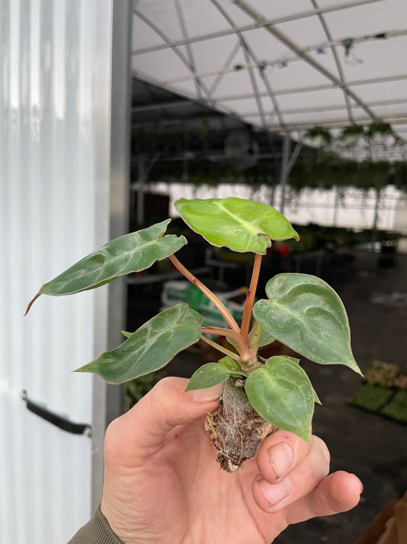 Philodendron Billietiae Starter Plant ALL STARTER PLANTS - Etsy
