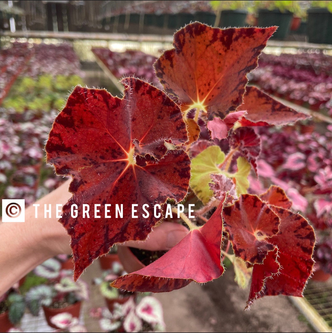 Peter Piper Begonia Starter Plant (ALL STARTER PLANTS Require You to Purchase 2 Plants!) - Etsy