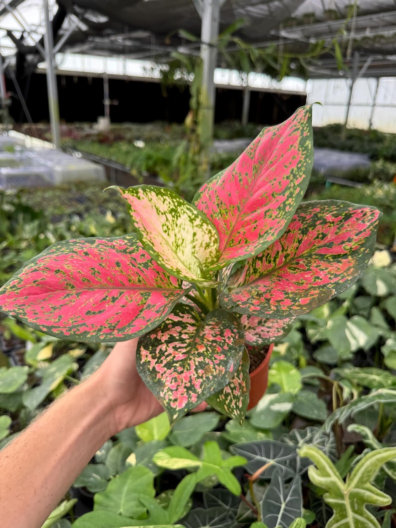 Aglaonema Ruby 4” Pot (ALL PLANTS Require You to Purchase 2 Plants!) - Etsy