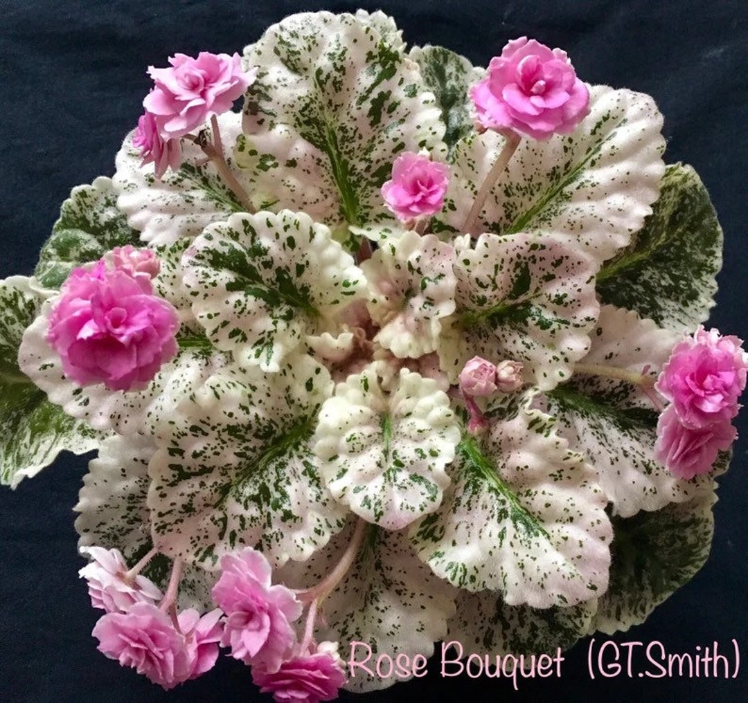 Rose Bouquet African Violet Starter Plant ALL Starter PLANTS - Etsy