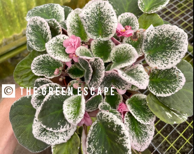 Playful Kisses African Violet Starter Plant (ALL Starter PLANTS Require ...