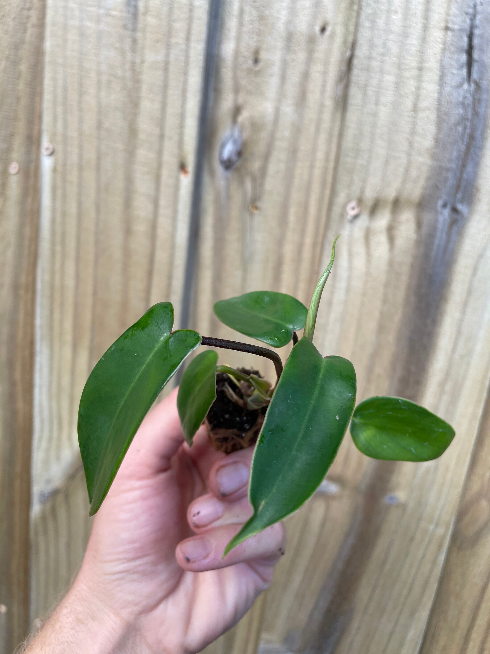 Philodendron Rudolph Starter Plant ALL STARTER PLANTS Require - Etsy