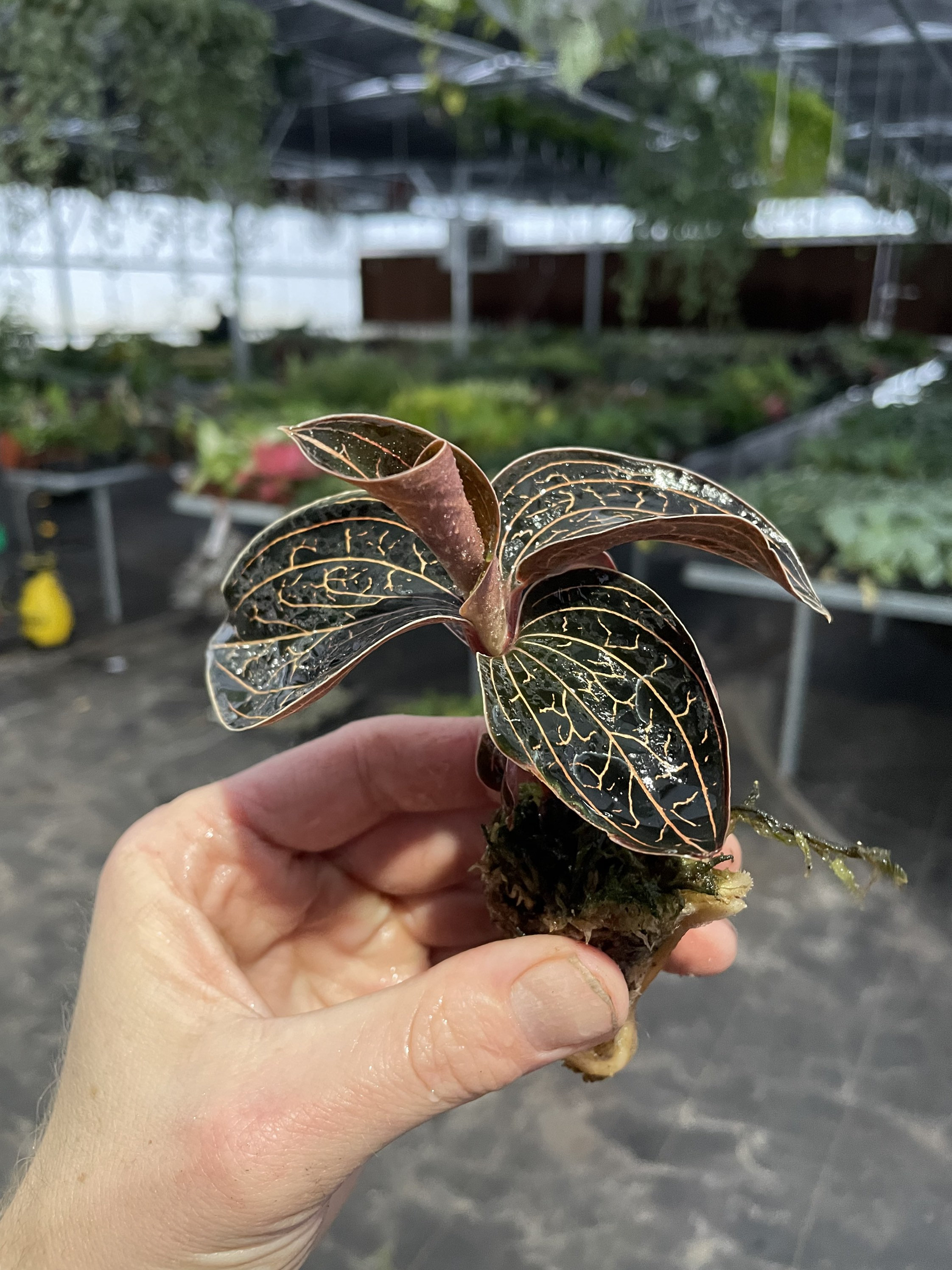 Tropical Cuties Sara