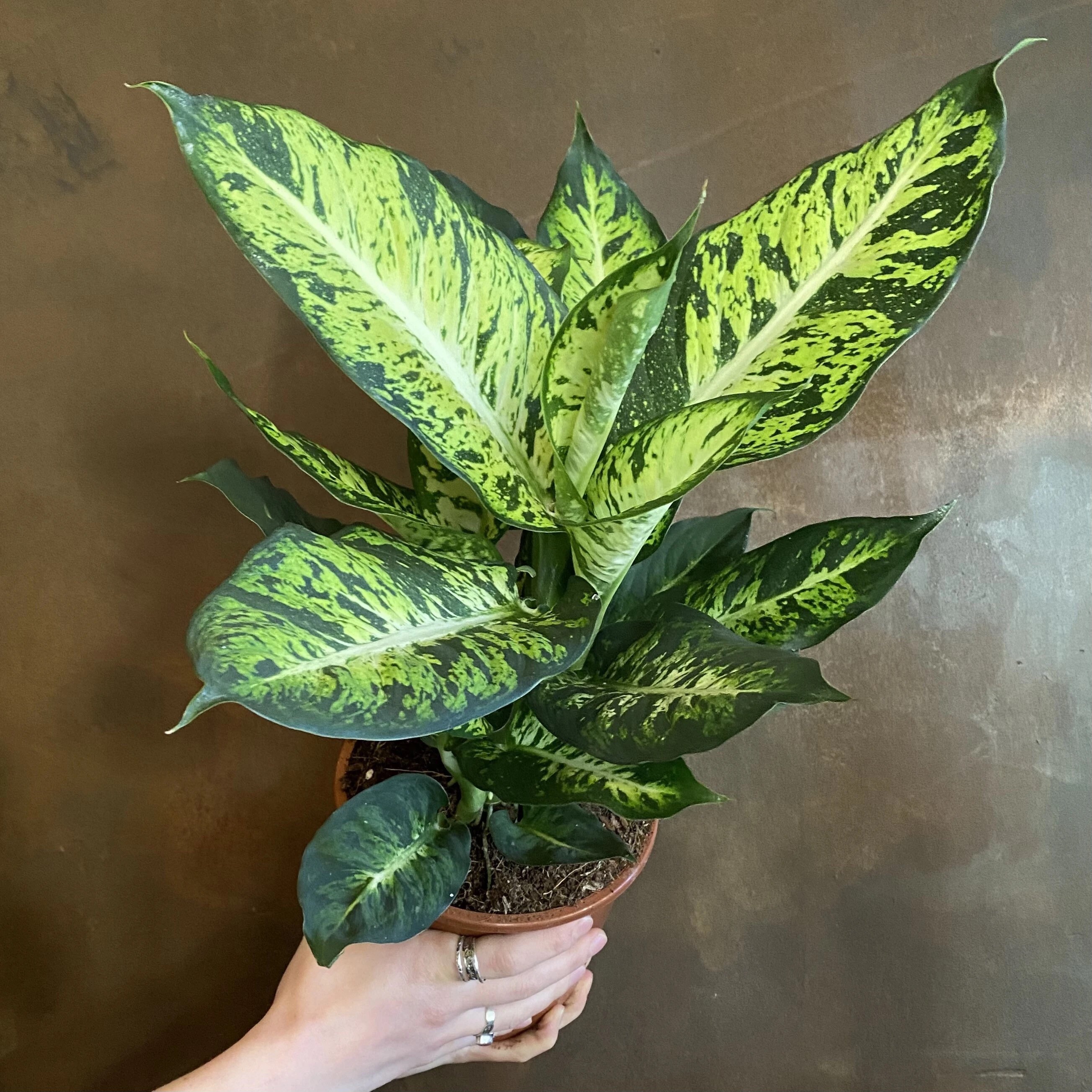 Dieffenbachia Sublime Starter Plant ALL STARTER PLANTS - Etsy